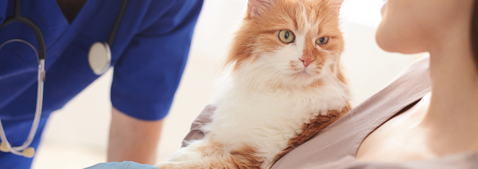 A Day in the Life of a VCMS Resolution Manager | Veterinary Client ...