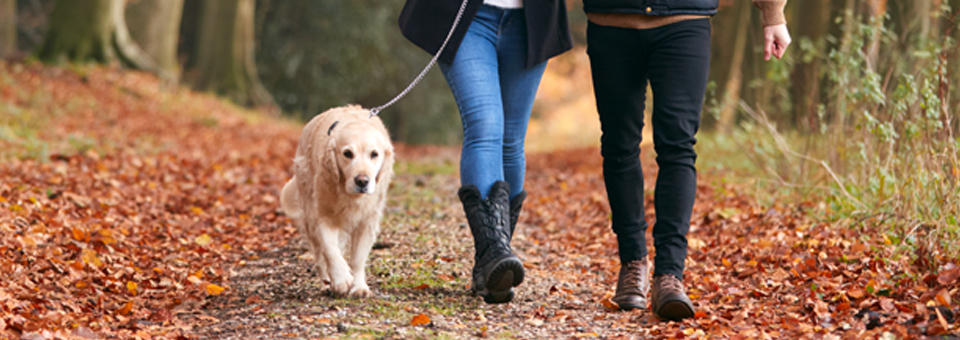 Returning to Work and Your Dog | Veterinary Client Mediation Service ...