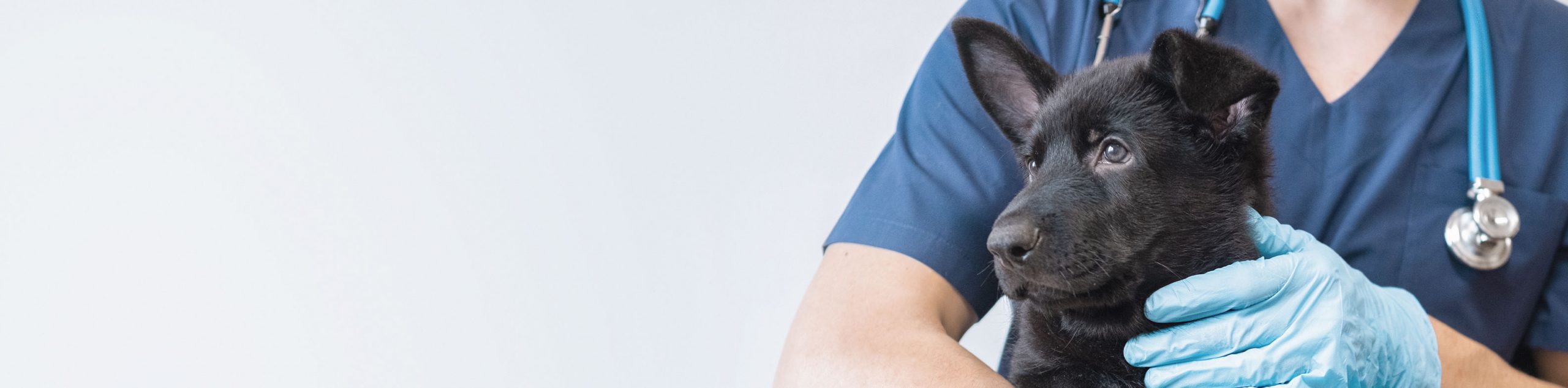 How to Support Your Busy Veterinary Practice | Veterinary Client ...